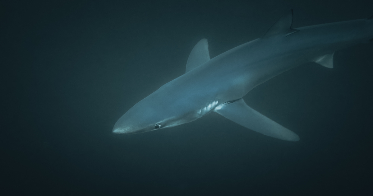 UWTSD collaborates with Celtic Deep to Highlight Marine Conservation ...